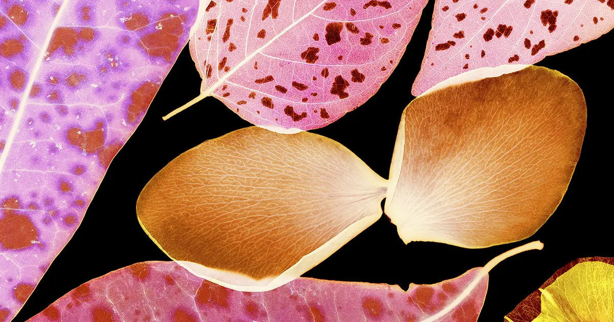 Book Launch, Talk & Signing, Luke & Nik: Reconstructed Nature | The Photographers Gallery